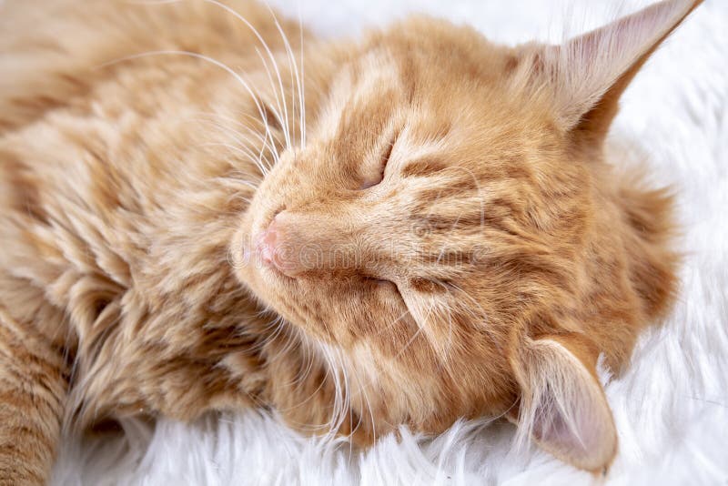 Pet Animal; Cute Cat Indoor. Yellow Cat Stock Image - Image of orange ...