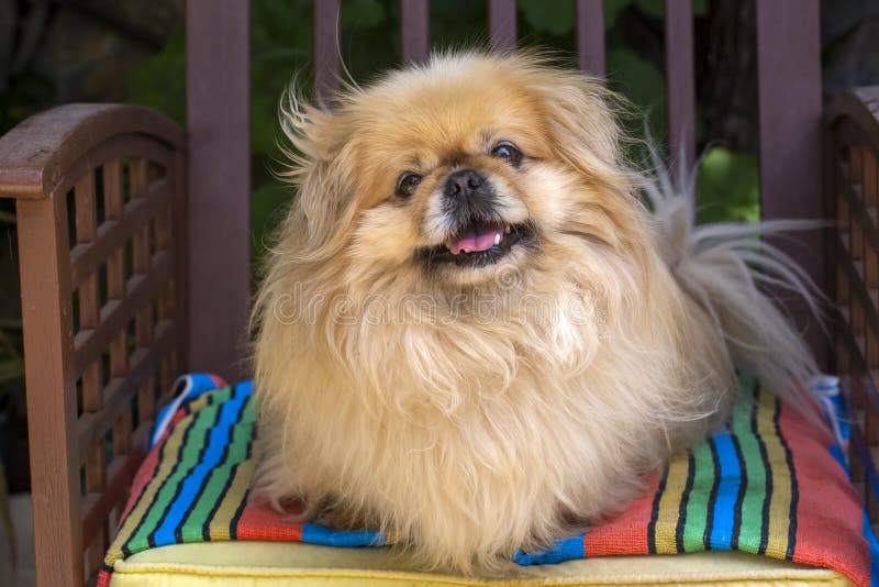 Pet Animal; Cute Dog. the House Dog Stock Image - Image of friends ...