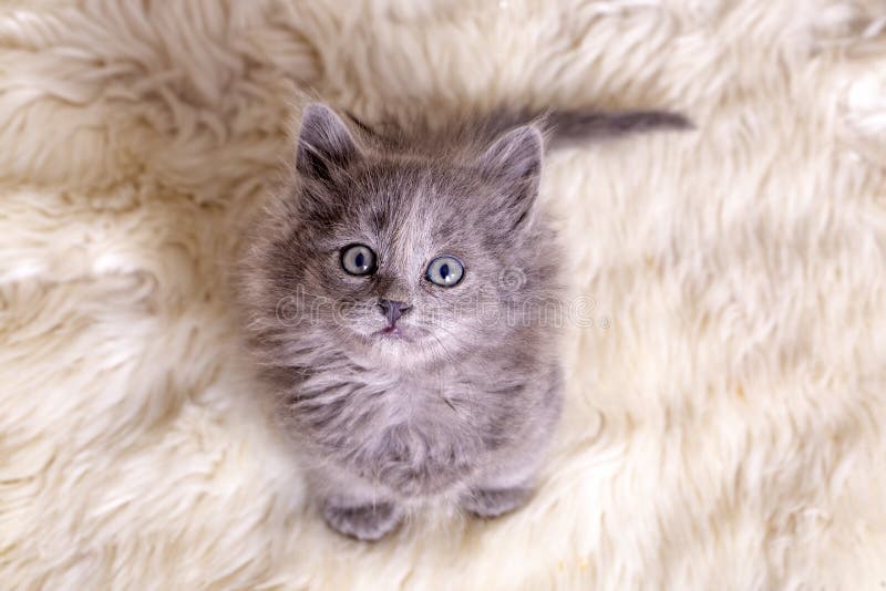 Pet Animal; Cute Kitten Gray Cat Indoor Stock Image - Image of domestic ...