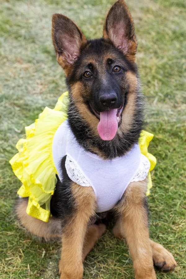 Dog german Wolf garden stock image. Image of german, wolf - 69522361