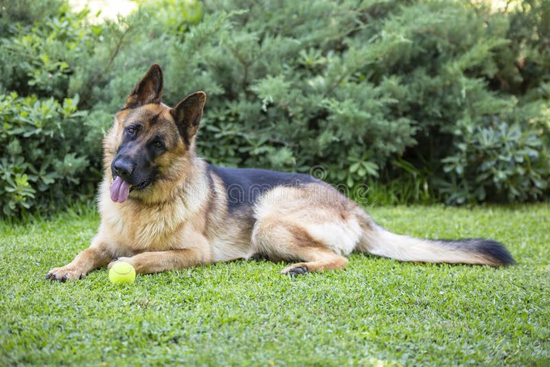 Pet Animal; German Wolf Dog in Garden Stock Photo - Image of mammal ...