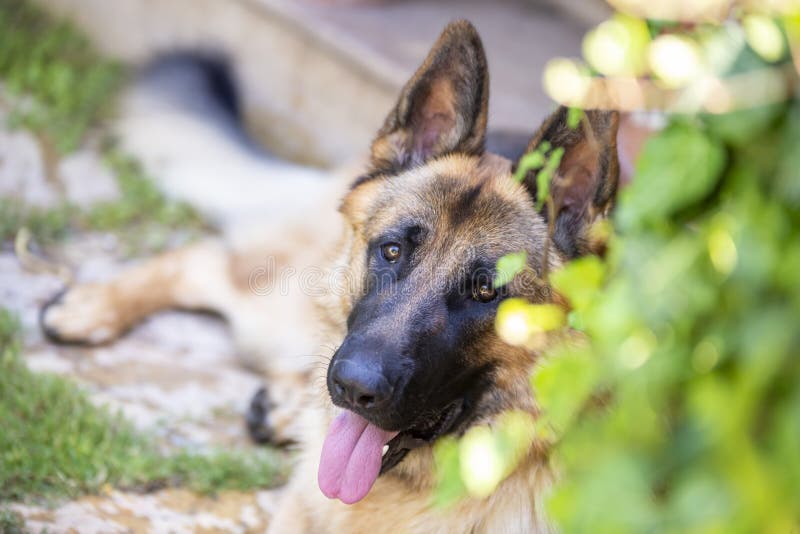 Pet Animal; German Wolf Dog in Garden Stock Image - Image of beautiful ...
