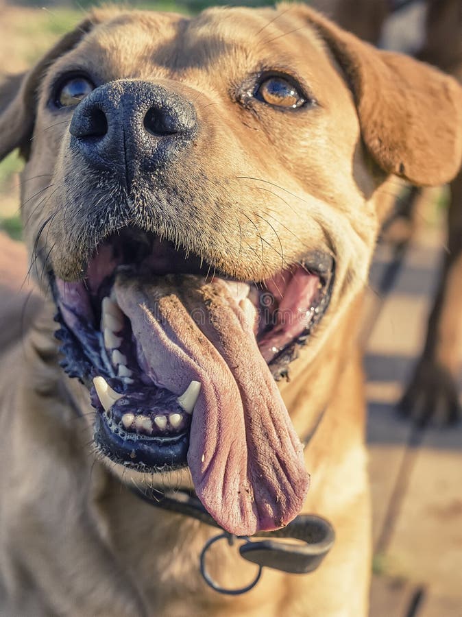 Pet animals, dogs stock photo. Image of labrador, growling - 88373362