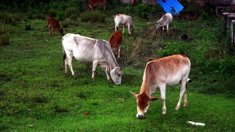 Pet Animals Grazing the Field Stock Photo - Image of animals, lovely ...