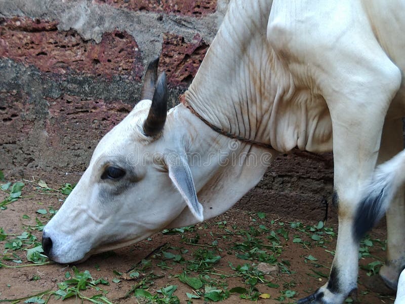 172 Cow Desi Stock Photos - Free & Royalty-Free Stock Photos from ...