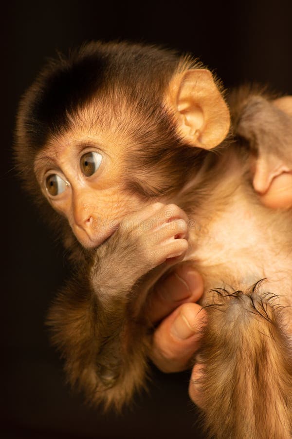 111 Monkey Sucking Thumb Stock Photos - Free & Royalty-Free Stock ...