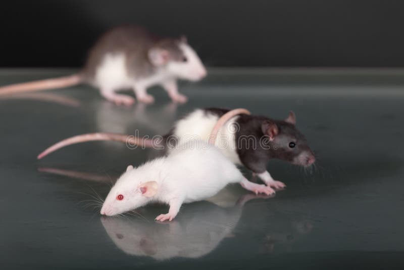 Pet baby rats stock image. Image of reflection, white - 259278525