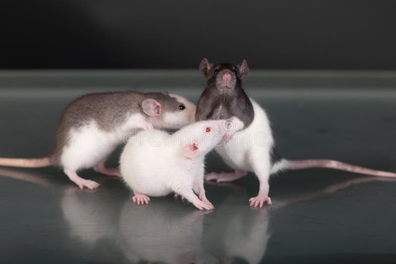 Pet baby rats on a glass stock photo. Image of whisker - 259278538