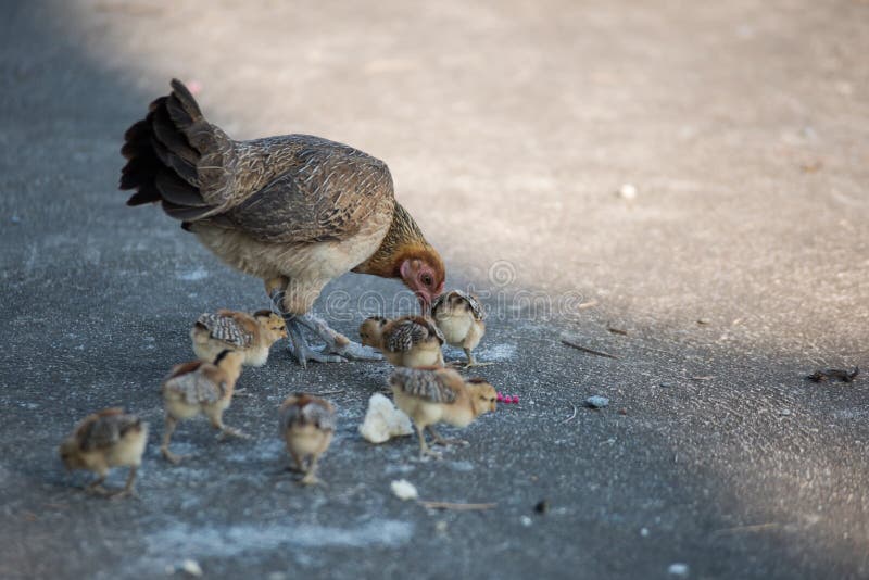 Pet Bantam Hen with New Born Chickens Stock Photo - Image of domestic ...