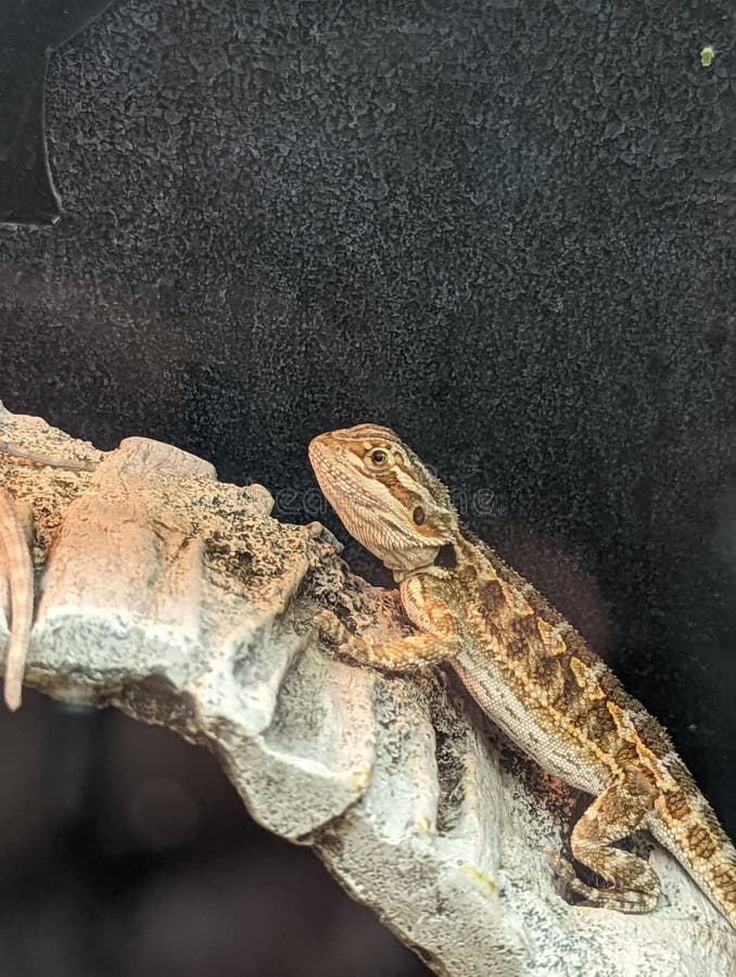 Pet Bearded Dragon Lizard in Enclosure Stock Image - Image of frog ...
