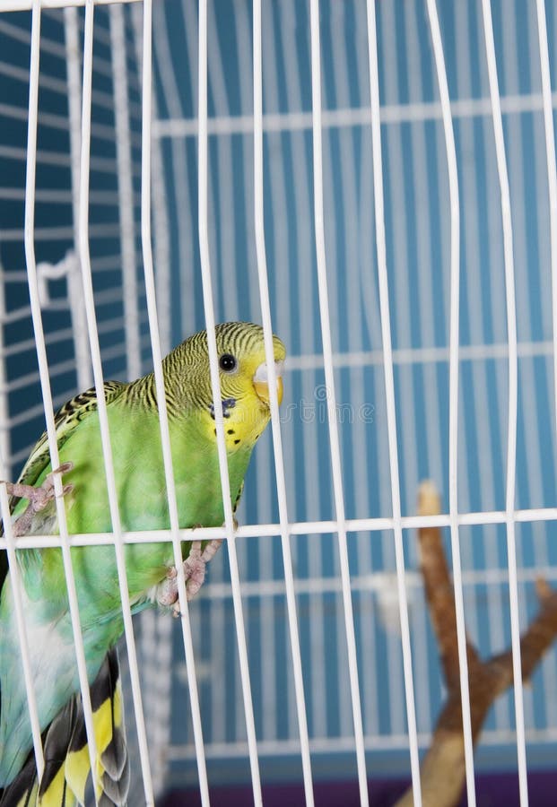 Pet Bird stock photo. Image of yellow, animal, cage, vertebrate - 25030640
