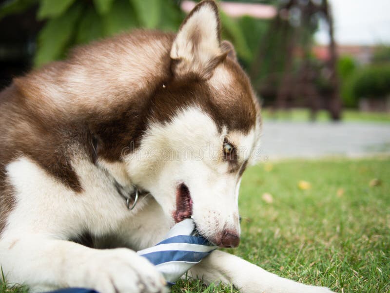Pet always bite! stock photo. Image of play, careful - 92477858