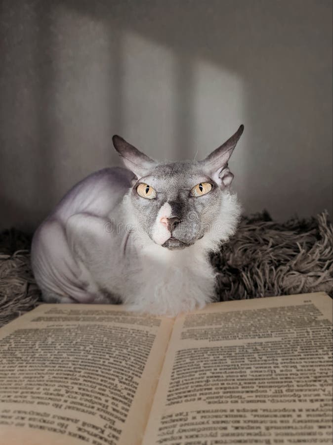 The Cat is Resting on a Book Stock Image - Image of breed, sleep: 238940767