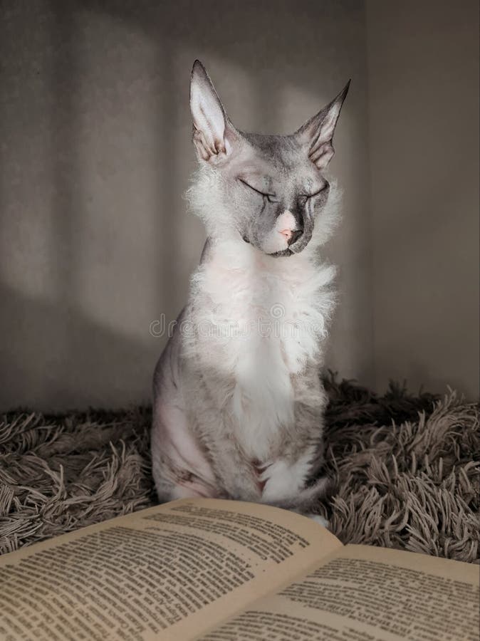 The Cat is Resting on a Book Stock Image - Image of bookn, sleeping ...