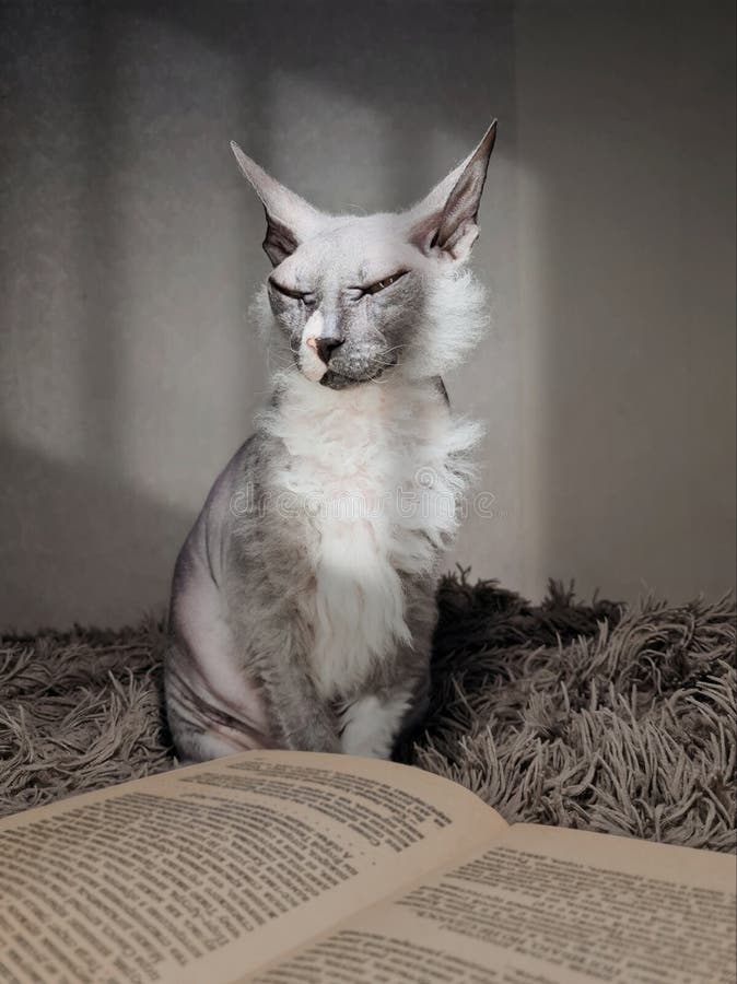 The Cat is Resting on a Book Stock Photo - Image of book, comfort ...