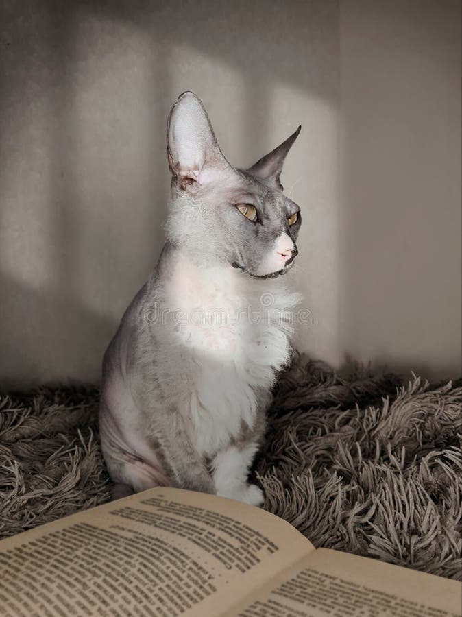 The Cat is Resting on a Book Stock Photo - Image of house, comfort ...