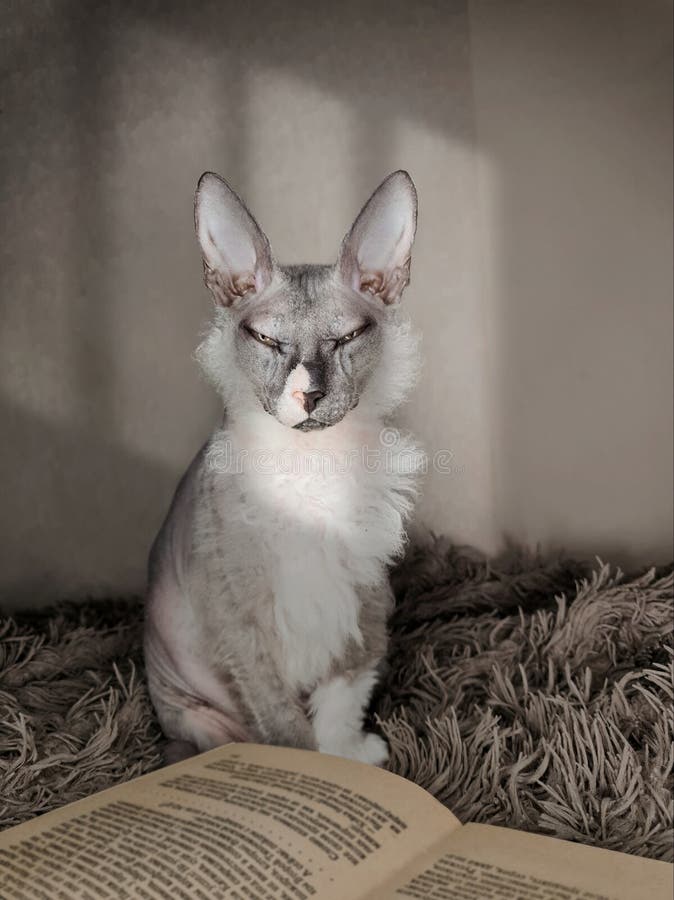 The Cat is Resting on a Book Stock Photo - Image of house, resting ...
