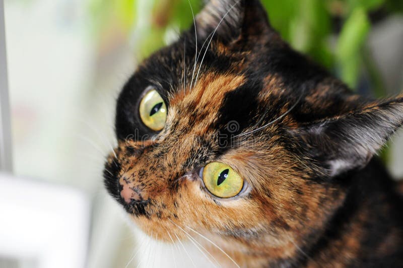 Pet with bright color stock photo. Image of bright, cute - 67521476