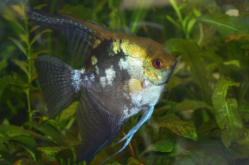 Pet Bright Coloured Fish Swimming in the Aquarium Stock Image - Image ...