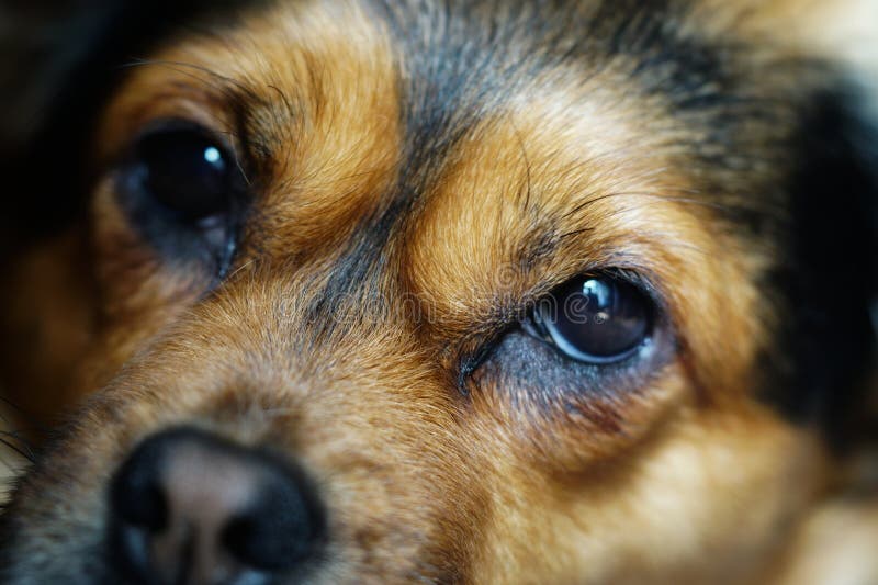 A pet bright eyes . stock photo. Image of reflexions - 275189816