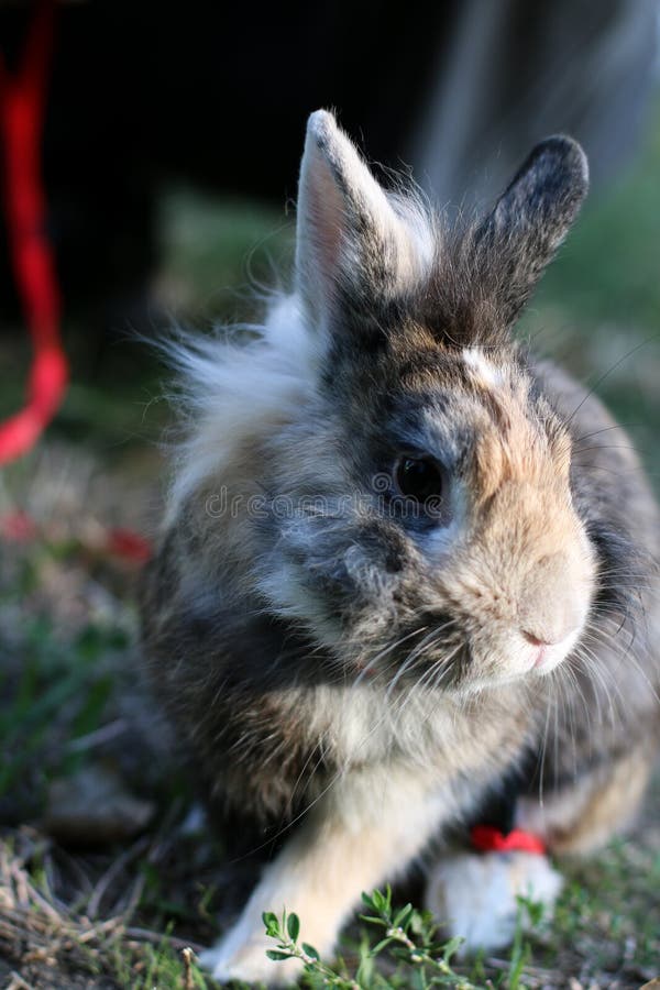Pet Brown Dwarf Rabbit Outdoors on a Rope Standing on Two Legs, from ...