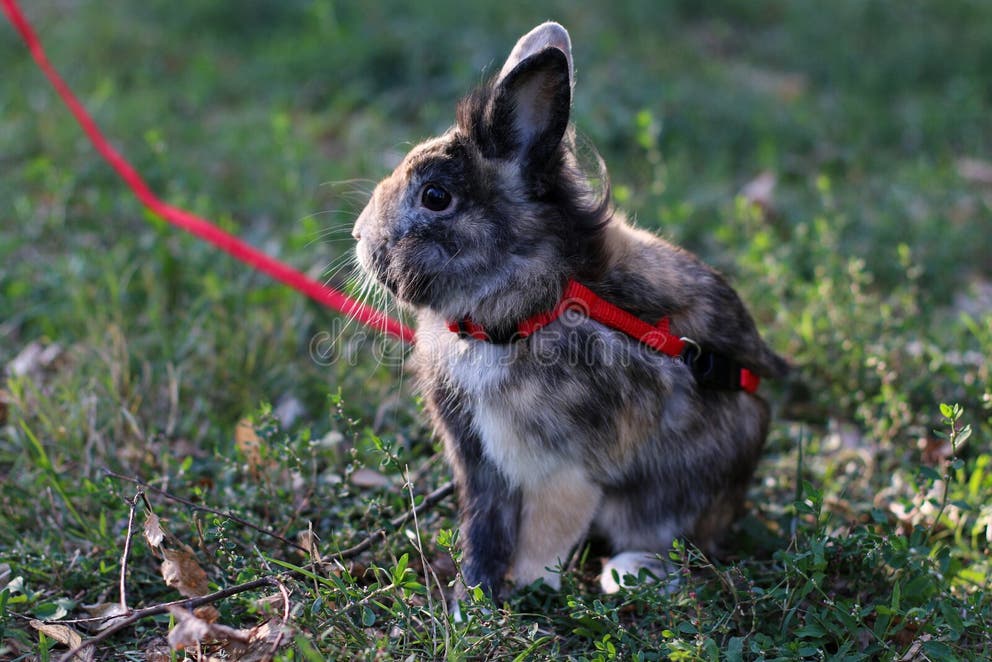 Pet Brown Dwarf Rabbit Outdoors on a Rope Stock Photo - Image of rope ...