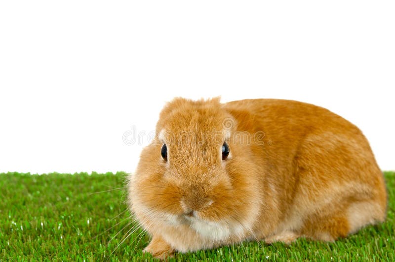 Pet brown rabbit. stock photo. Image of easter, send - 38730798