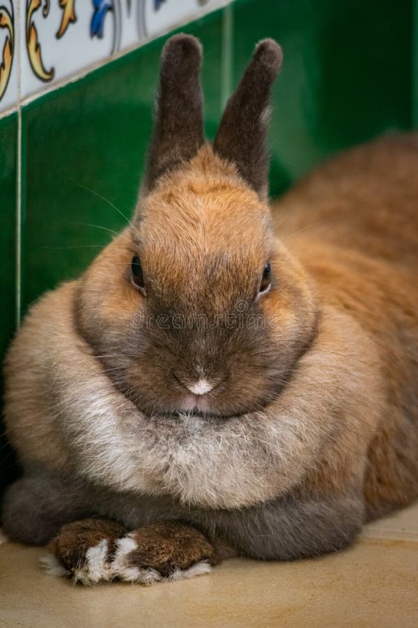 Pet Bunny Rabbit Posing for a Portrait Photo Stock Image - Image of ...