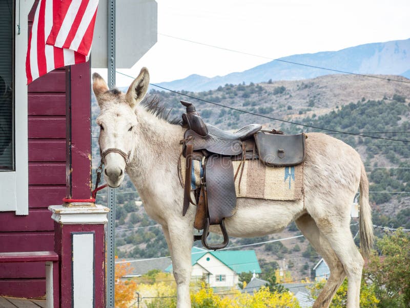 Pet Burro stock photo. Image of dunce, arizona, grey - 46328950