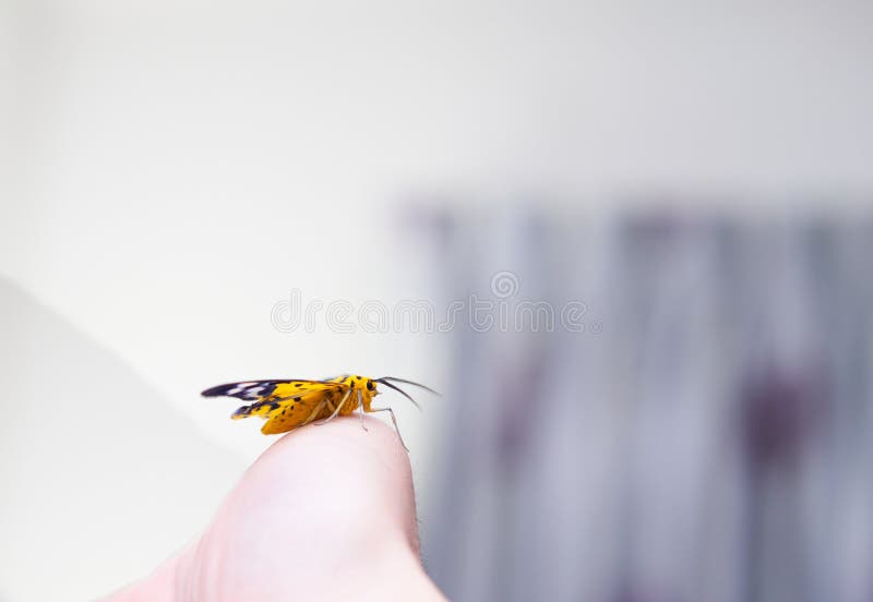 Pet Butterfly on Hand Finger in Room Stock Photo - Image of house, face ...