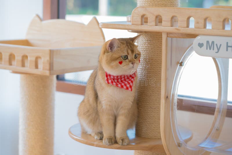 Pet Care with British Cat Play and Fun in Cat House Stock Image - Image ...