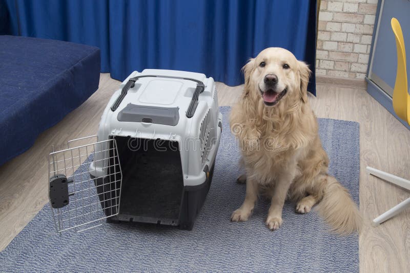 Pet Carrier.Transportation of Animals in Special Cages Stock Photo ...