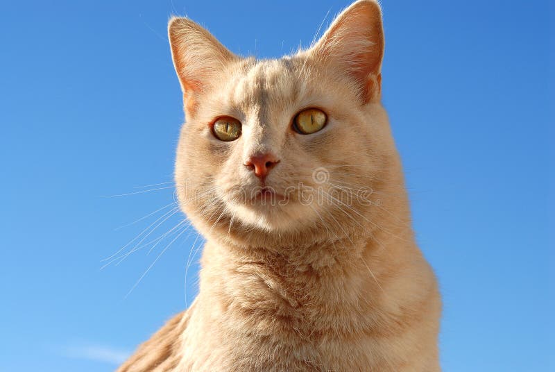 Simon Kitty Stock Photos - Free & Royalty-Free Stock Photos from Dreamstime