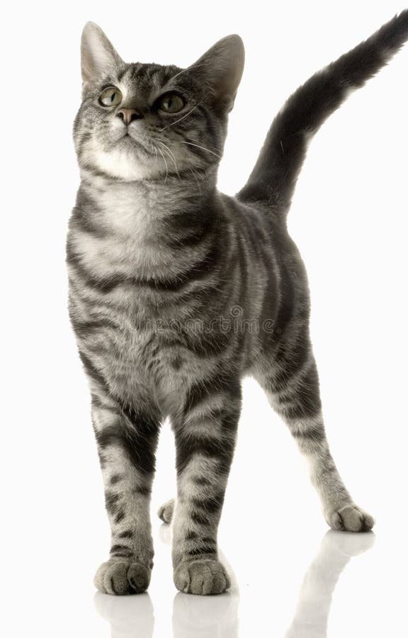 Pet cat stock image. Image of stare, sweet, cute, bright - 8291395