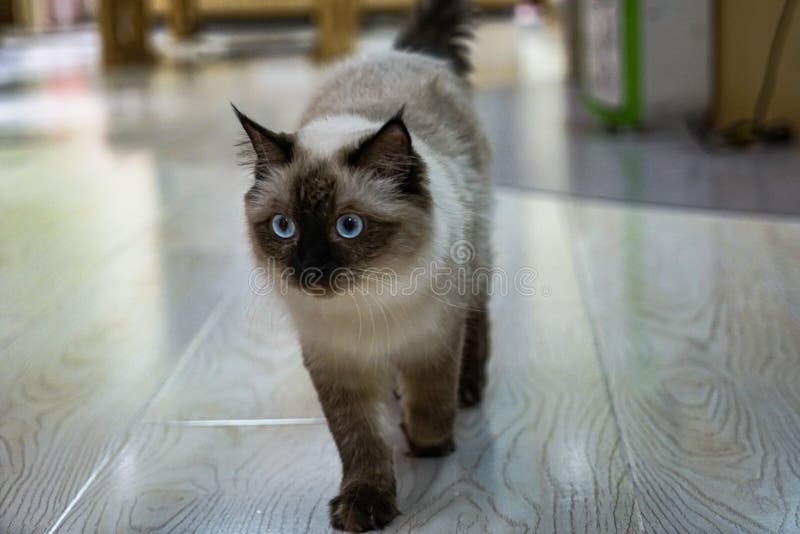 Berman Cat Stock Photos - Free & Royalty-Free Stock Photos from Dreamstime