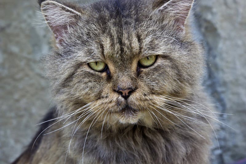 Pet cat facial features stock image. Image of expression - 56487153