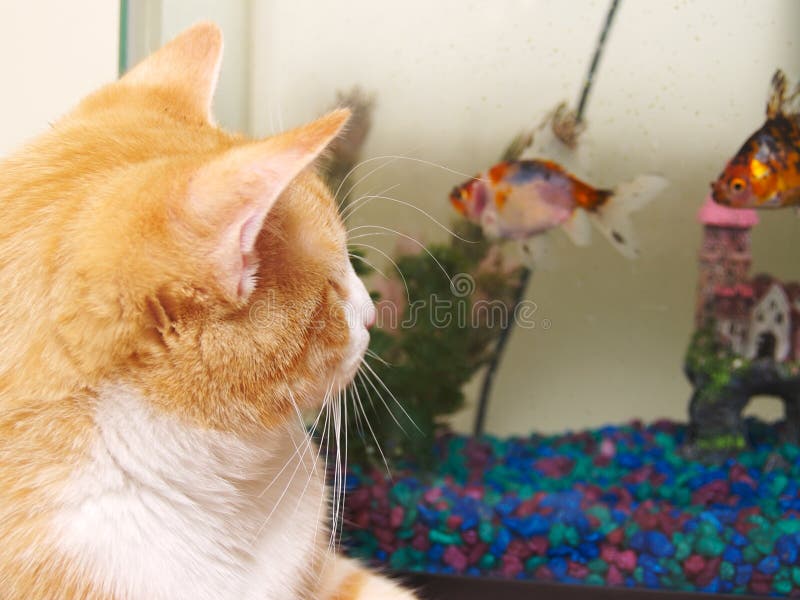 A pet cat and fish stock image. Image of young, tank - 107748509