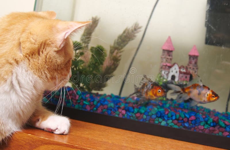 A pet cat and fish stock image. Image of adorable, kitten - 107748797