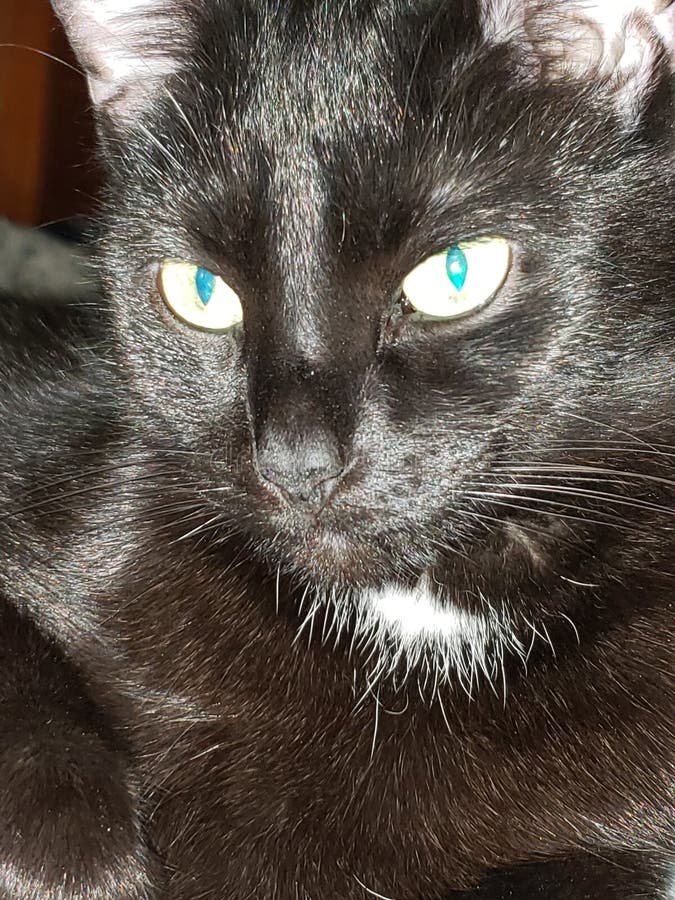 Pet Cat Gorgeous Shiny Beautiful Stock Photo - Image of whiskers, brown ...