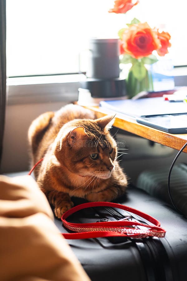 Pet Cat in Harness Travelling in Train Passenger Carriage with Its ...