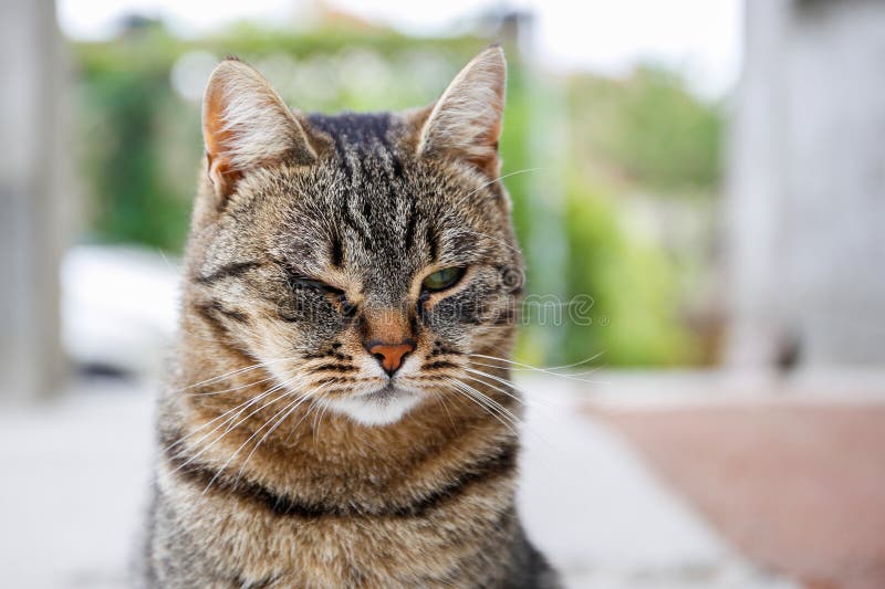 A Pet Cat Has a Festering Eye. the Animal Has Health Problems Stock ...