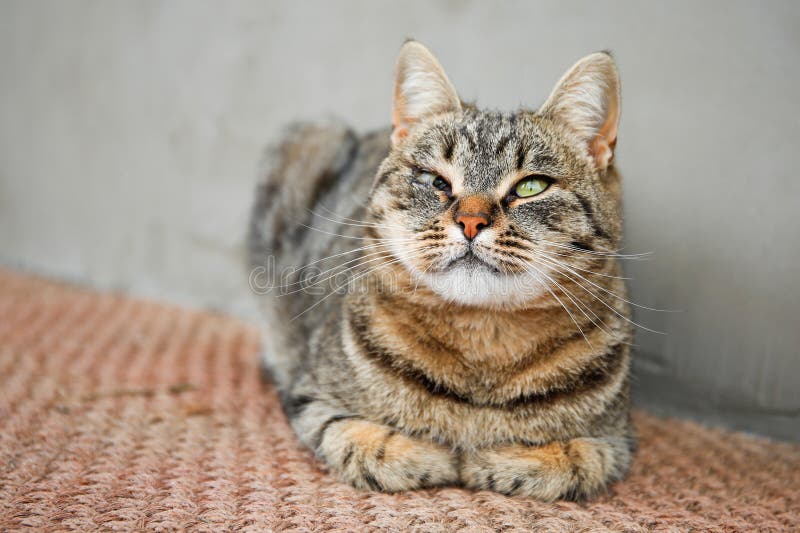 A Pet Cat Has a Festering Eye. the Animal Has Health Problems Stock ...