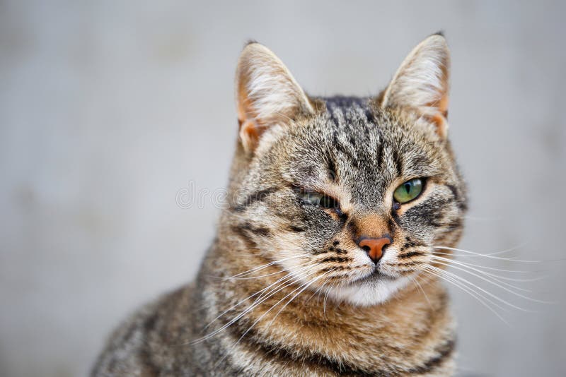 A Pet Cat Has a Festering Eye. the Animal Has Health Problems Stock ...