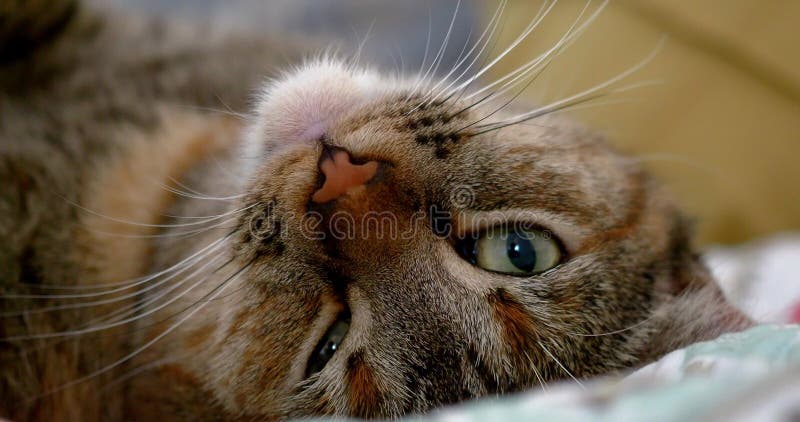 Pet Cat on Her Back Looking Around Stock Video - Video of eyes ...