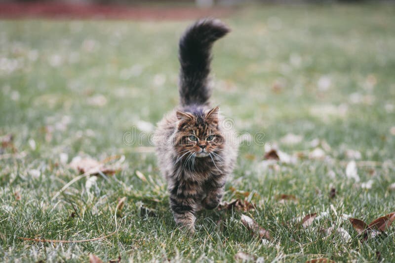 A pet cat kitten outside stock photo. Image of animal - 113317756