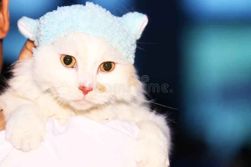 389 Cat Peeking Over Stock Photos - Free & Royalty-Free Stock Photos ...