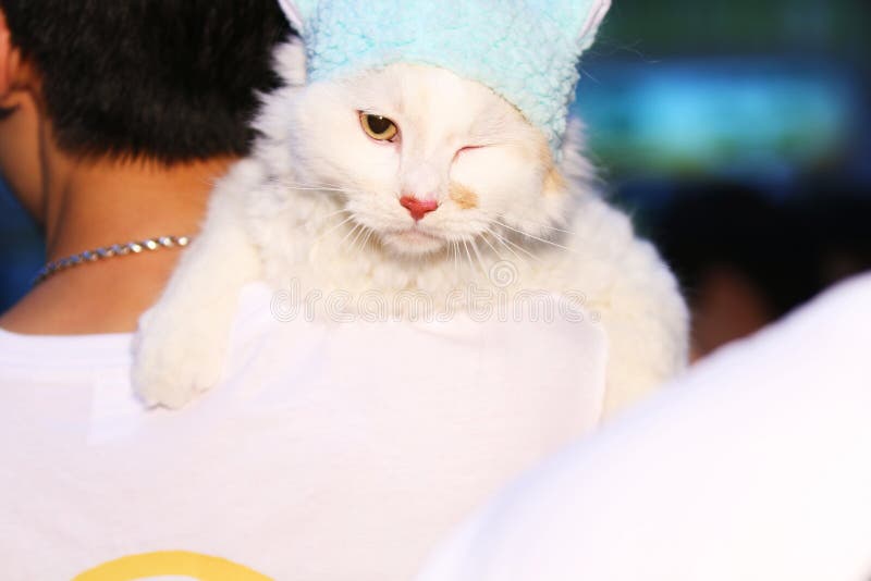 A Cat Staring at the Camera Stock Photo - Image of blurred, closeup ...