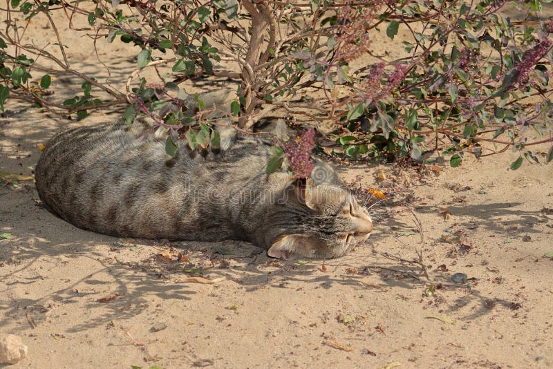A Pet Cat Resting Under the Shade of Basil Stock Photo - Image of ...