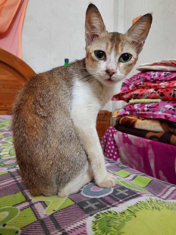 A PET CAT with a SHARP LOOK Stock Image - Image of look, sharp: 194916615