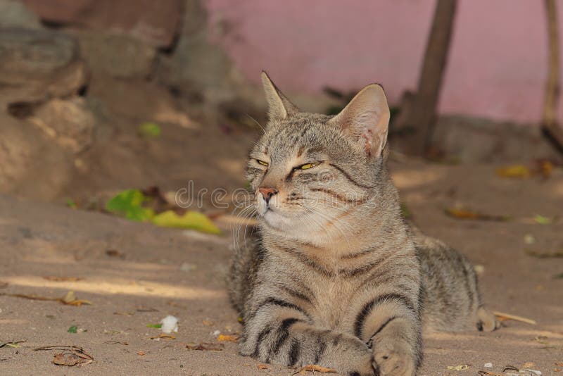 A Pet Cat Sitting Outside in the Courtyard Stock Image - Image of ...